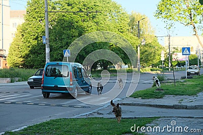 Car Attacking Stray Mad Dogs On The Road Stock Photography ...
