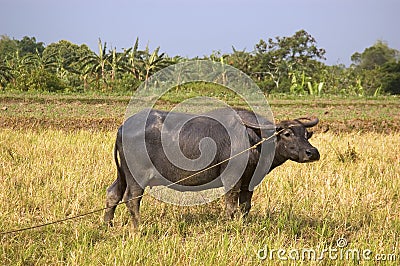 Carabao Royalty Free Stock Image - Image: 882516