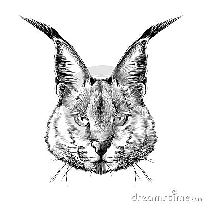 Caracal Head Cartoon Vector | CartoonDealer.com #88110785