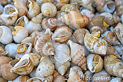 Caracoles De Mar Comestibles Foto de archivo - Imagen: 38794985