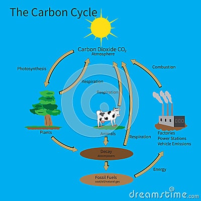 The Carbon Cycle Cartoon Vector | CartoonDealer.com #29016821
