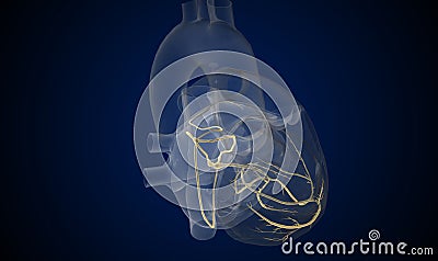 The Cardiac Conduction System Is A Specialized Network Of Nerve Stock ...