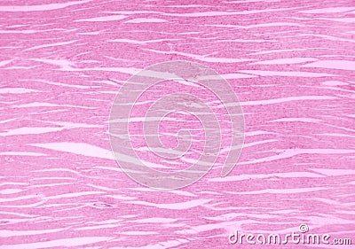 Cardiac Muscle Section, Heart Muscle, Myocardium Under Light Microscope ...