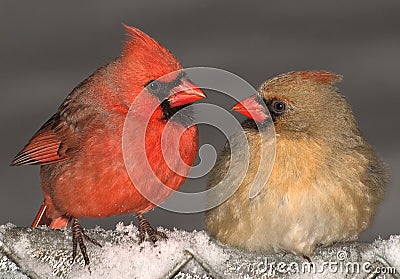 Cardinal Love Royalty Free Stock Images - Image: 3825499