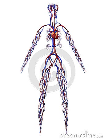 Cardiovascular System Royalty-Free Illustration | CartoonDealer.com ...