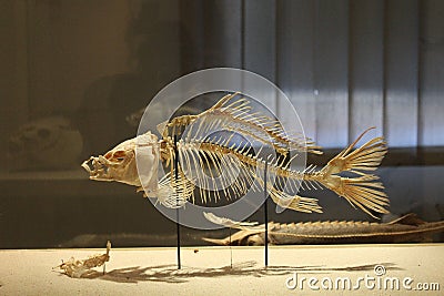 Fish Skeleton Editorial Photo | CartoonDealer.com #101371679