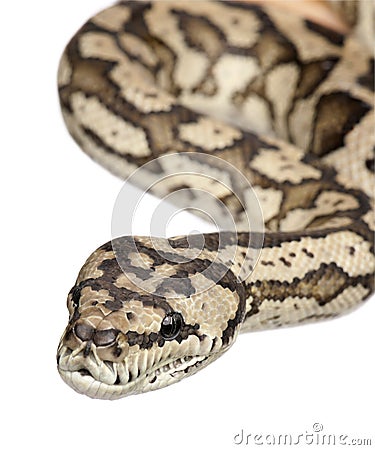 Carpet Python - Morelia Spilota Variegata Royalty-Free Stock ...