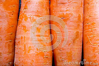 Carrots Texture Royalty-Free Stock Photography | CartoonDealer.com ...