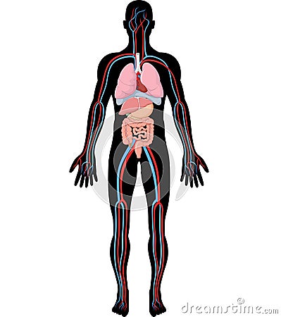 Cartoon Illustration Of Human Body Anatomy (HBA) Stock Vector - Image ...