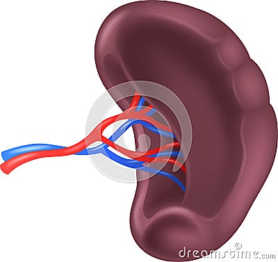 Cartoon Illustration Of Human Spleen Anatomy | CartoonDealer.com #66386119
