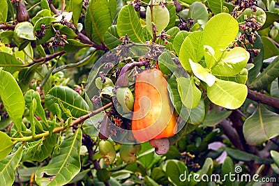 Fruit Of The Cashew Tree Stock Image - Image: 79941