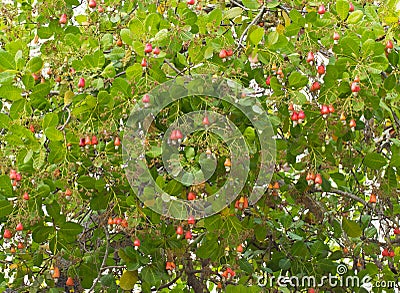 Cashew Nuts Growing On A Tree Stock Photo - Image: 39664919