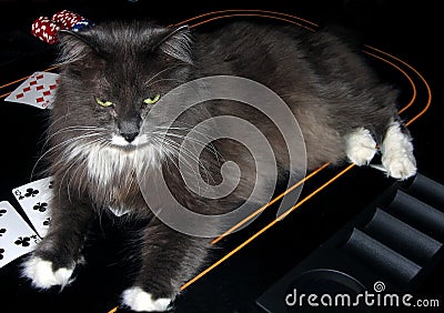 Casino Cat Royalty Free Stock Photography - Image: 219117