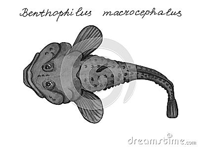Caspian Tadpole Goby. Hand Drawn Black Realistic Illustration. Royalty ...