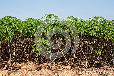 Cassava Tree Royalty Free Stock Images - Image: 33884319