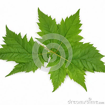 Castor Leave, Isolated On White Background Royalty-Free Stock Image ...