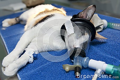 Cat Anesthesia Stock Image - Image: 25173241
