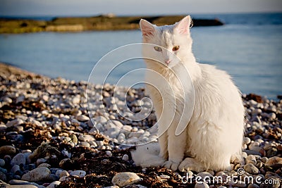 Cat On Beach Stock Photo - Image: 24477480