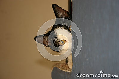 Cat Behind The Wall In The House Royalty Free Stock Photos - Image: 561818