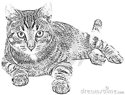 Cat Stock Photo - Image: 63646358