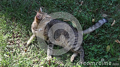 Cat on carefully prey stock footage. Video of mammal - 76729804