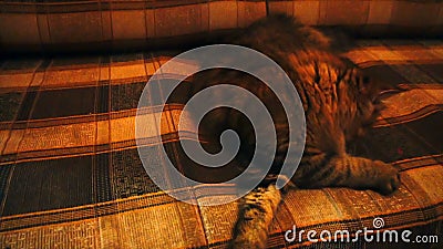 Cat Chasing Laser Pointer Towards Camera. Slowmo Stock Video - Video of ...