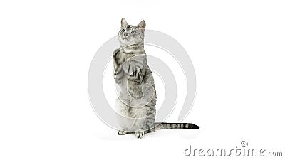 Animals Stock Footage & Videos - 139,800 Stock Videos