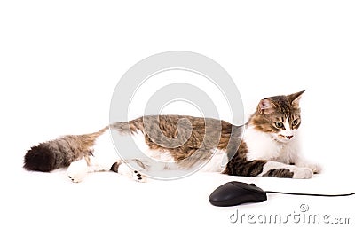 Cat With Computer Mouse Stock Photo - Image: 23961240