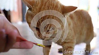 Cat eating a snack stock video. Video of walk, whisker - 138777753