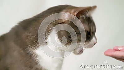 The Cat Eats from the Hands of the Owner. a Woman Feeds a Cat with Food ...