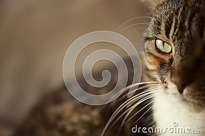 Cat Eye Side View Stock Photo - Image: 35648140