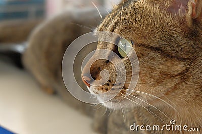 Cat Face Side Look Stock Photo - Image: 51438701