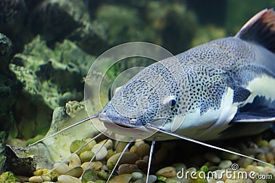 Cat-fish Royalty Free Stock Photos - Image: 7876288