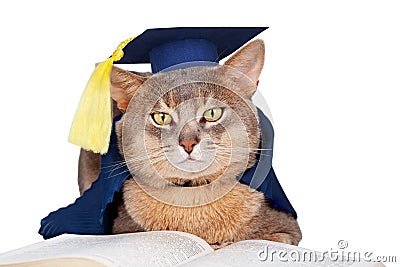 Cat In Graduation Cap And Gown Royalty Free Stock Images - Image: 15930269
