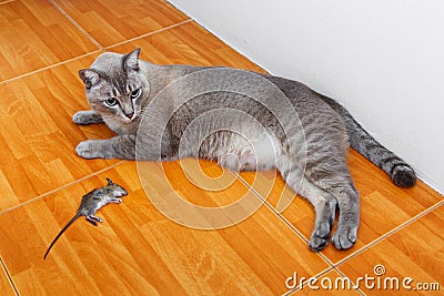 Cat Kill Rat Stock Image | CartoonDealer.com #36427285