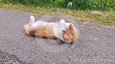 Cat Laying and Rolling Over His Back Stock Video - Video of lifestyle ...