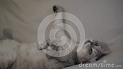 Cat Lies on His Back. Cat Upside Down. Close Up White Cat Face. Stock ...