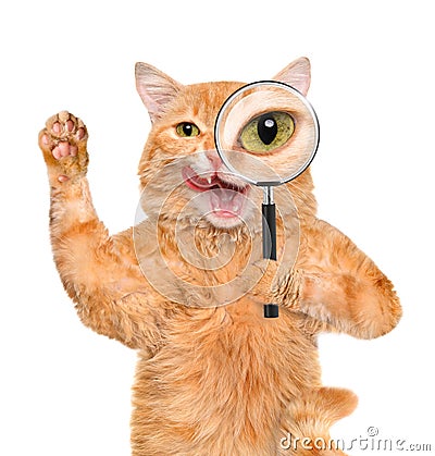 Cat With Magnifying Glass And Searching . Stock Photo - Image: 55046968