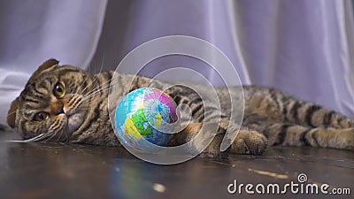 The Cat is Playing with a Globe. Concept on the World in Your Hand ...
