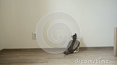 Cat Playing with Laser Pointer Stock Footage - Video of adorable, crazy ...