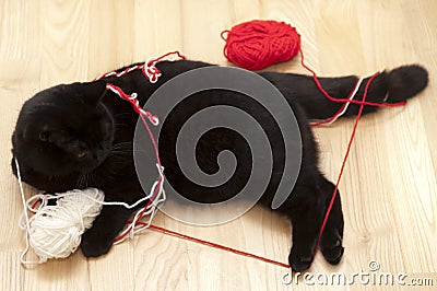 Cat Playing with Threads - Stock Image - Everypixel