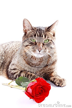 Cat With Red Rose Royalty Free Stock Photo - Image: 18868585