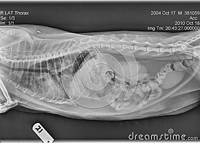 Cat Right Lateral Thorax X-ray Stock Photography | CartoonDealer.com ...