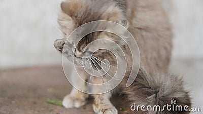Cat scratching himself stock footage. Video of adorable - 84544710