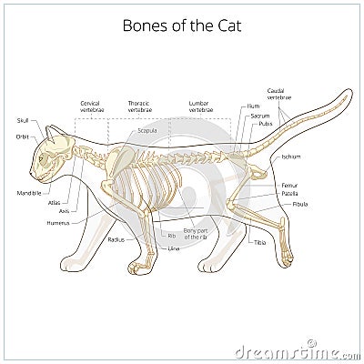 Cat Skeleton Veterinary Vector Illustration Stock Vector - Image: 61219280