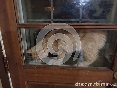 Cat Stuck In Door Window Royalty-Free Stock Photography | CartoonDealer ...