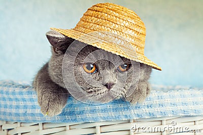 Cat Wearing Straw Hat Stock Photo - Image: 64156721