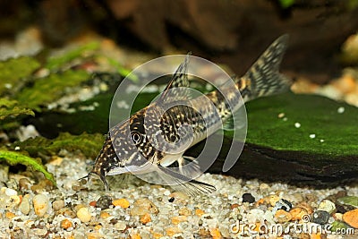 Catfish Banded Corydoras Or Bearded Catfish Aquarium Fish Corydoras ...