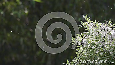 Catkin flying. stock footage. Video of leaves, seed, windblow - 50882472