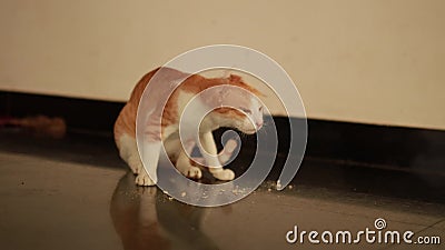 Cat Head Sync Dance - Cats Swinging/shaking Their Heads Stock Video ...